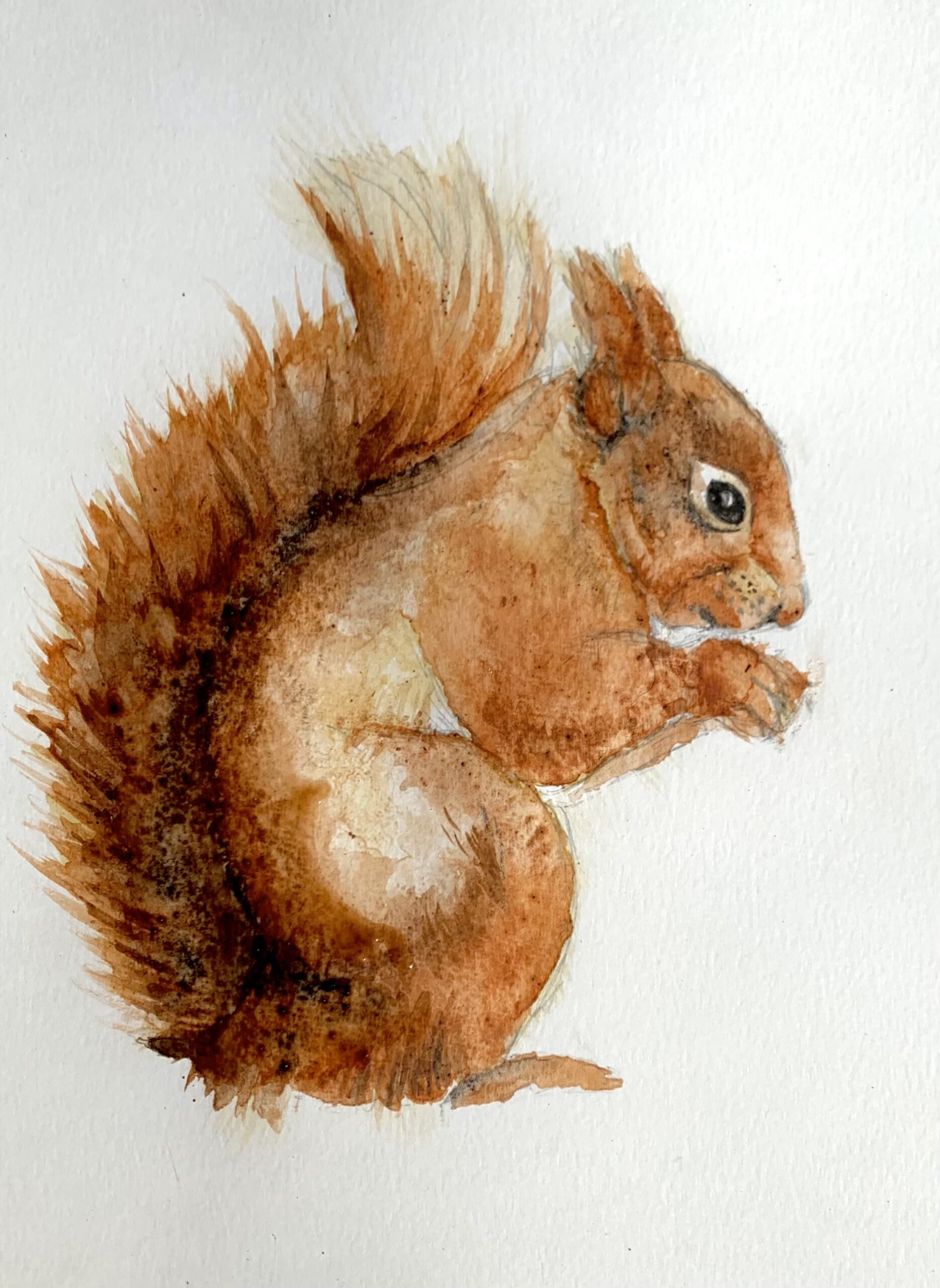 Red Squirrel - Violet Astor