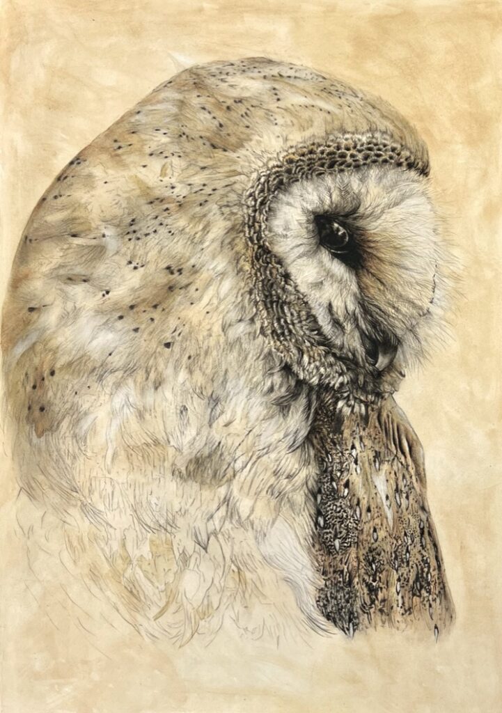 Barn Owl - Violet Astor