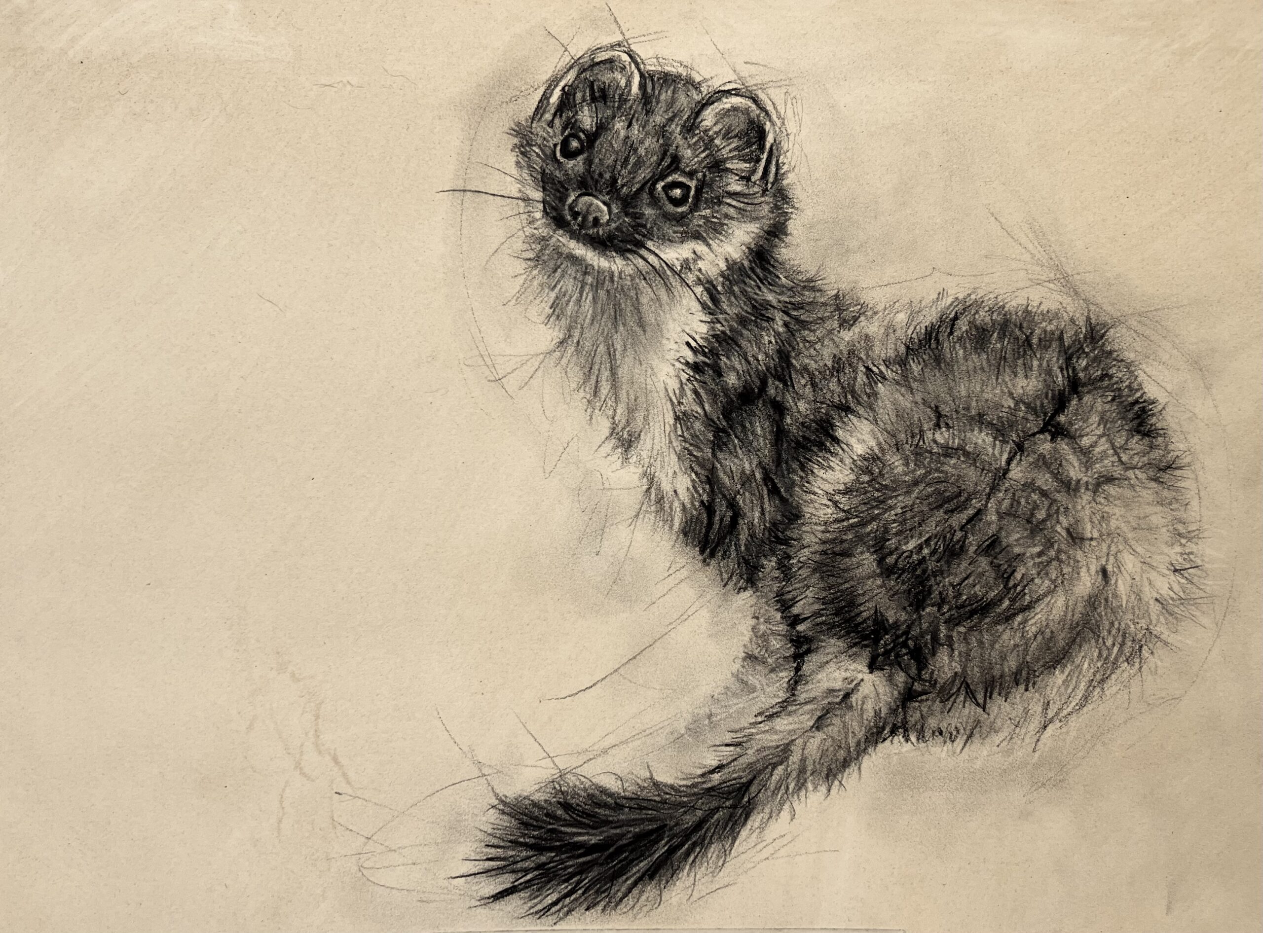 Stoat - Violet Astor