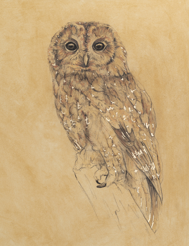 Gold Tawny Owl; to the Left - Violet Astor