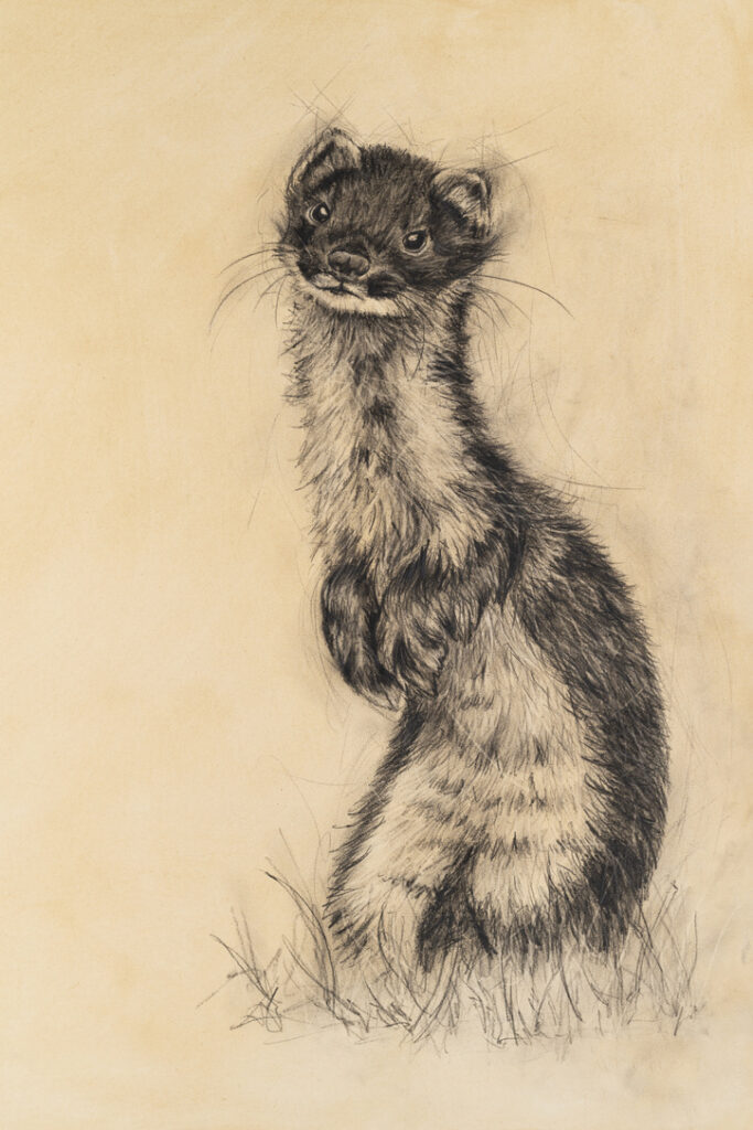 Stoat; Standing - Violet Astor